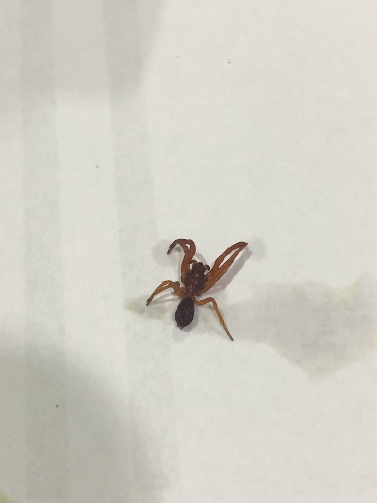 Stenochilus crocatus from Soi Sutthisan Winitchai 1, Bangkok, Bangkok ...