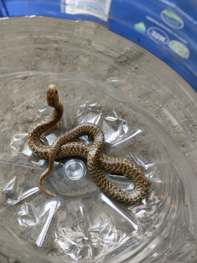 Philippine Common Cobra in August 2022 by kyle hernaez · iNaturalist