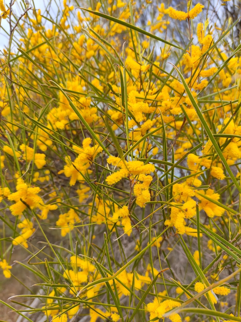 Raspberry Jam Tree from Dalwallinu WA 6609, Australia on August 6, 2022 ...