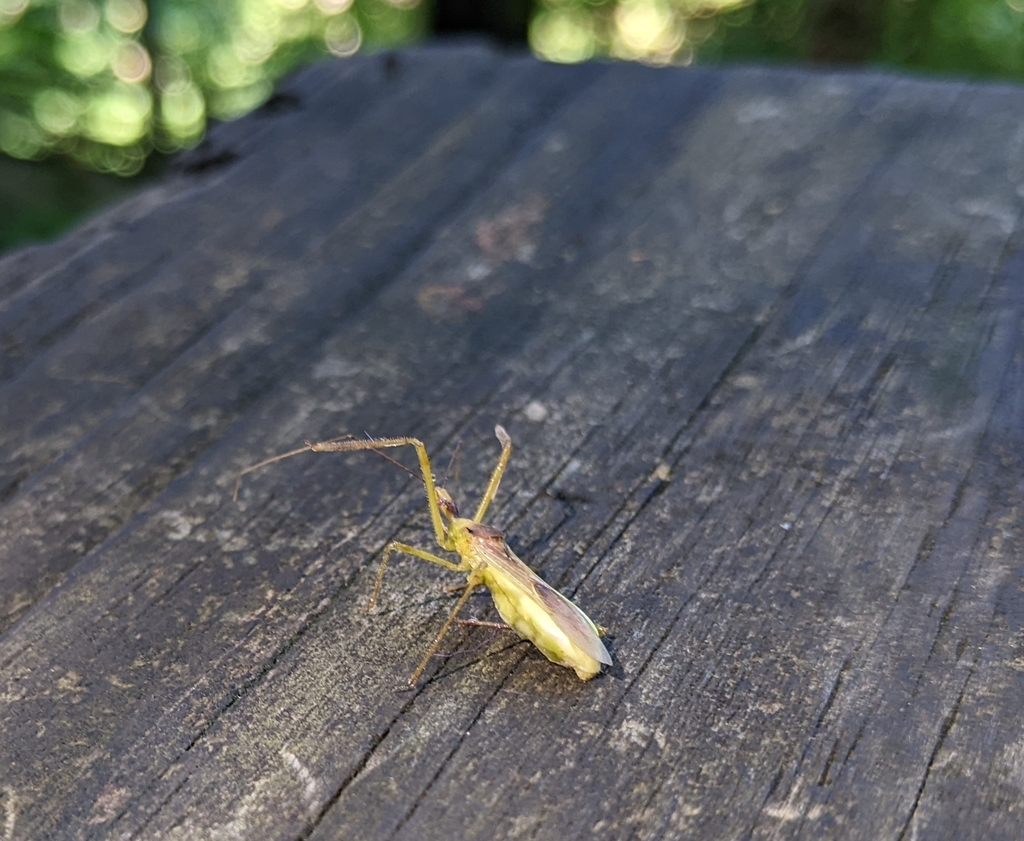 Pale Green Assassin Bug from Clifty Falls State Park on July 14, 2022 ...
