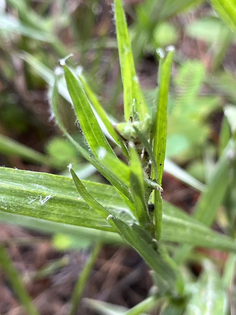 Narrowleaf Silkgrass from Croatan National Forest, Havelock, NC, US on ...