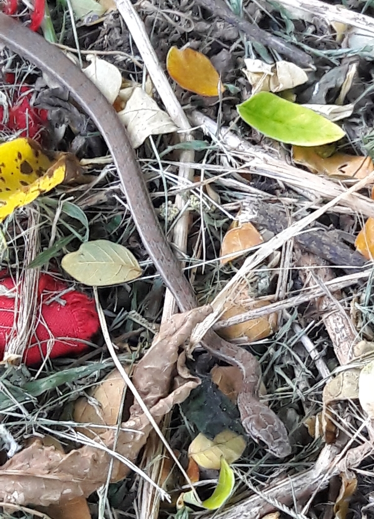 Boddaert's Tropical Racer from 27 St Augustine Circular Rd, Trinidad ...