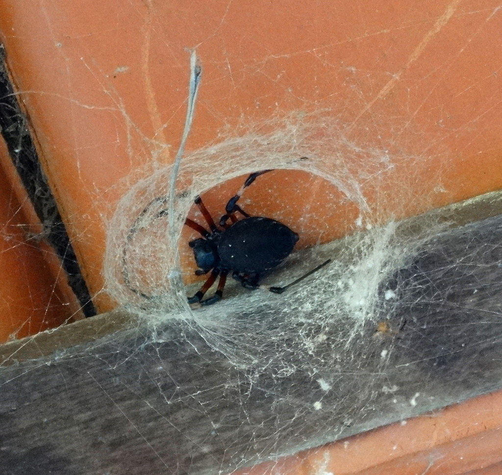 African Hermit Spider from Pontal do Piraqueaçu, Aracruz - ES, Brasil ...