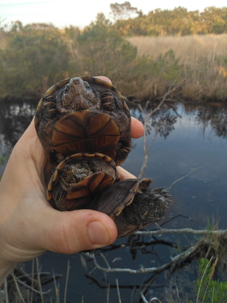 Eastern Mud Turtle in May 2022 by J Thompson. Walked up while foraging ...