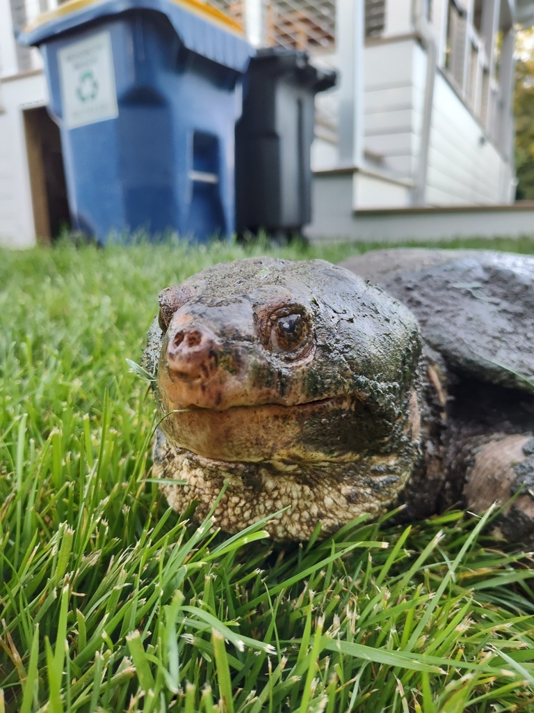 Common Snapping Turtle in June 2022 by J Thompson. Massive, geriatric ...