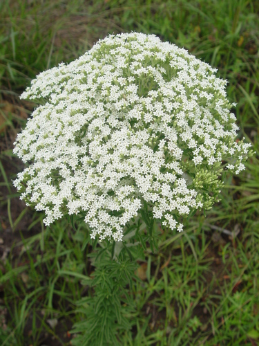 (Stevia serrata var. serrata)
