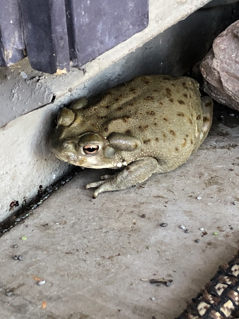 Sonoran Desert Toad in August 2022 by Heather Nicole · iNaturalist