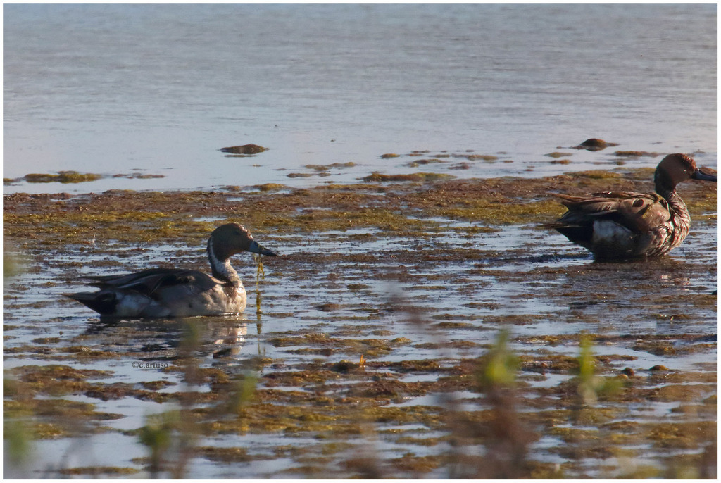 Northern Pintail from Kugluktuk, Kitikmeot, Canada on June 26, 2022 at ...