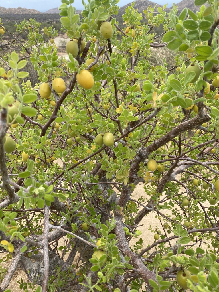 cimarron plum from Los Cabos, BCS, MX on August 6, 2022 at 12:53 PM by ...