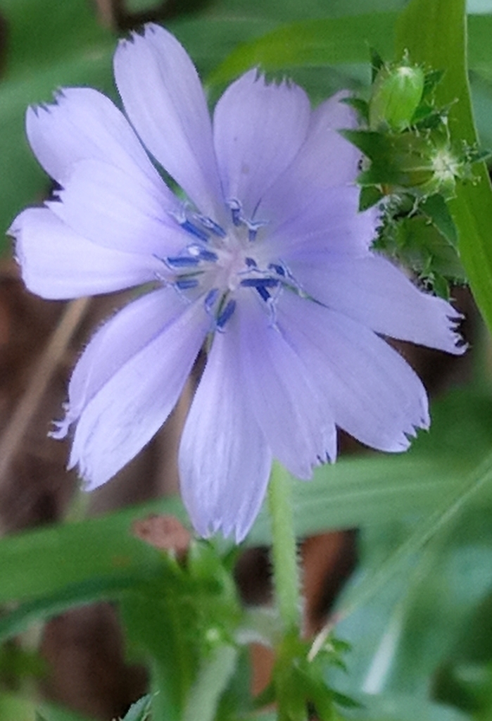 chicory from Clove Lakes Park on August 06, 2022 at 11:17 AM by Ilyssa ...