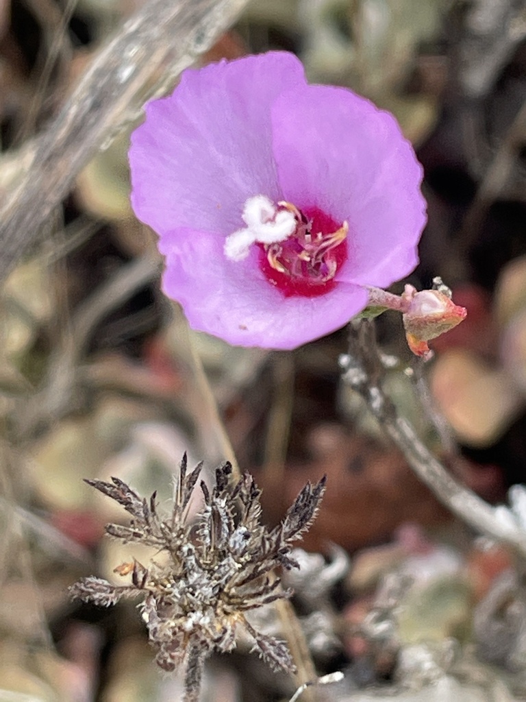 ruby chalice clarkia from San Bruno Mountain Park, Brisbane, CA, US on ...