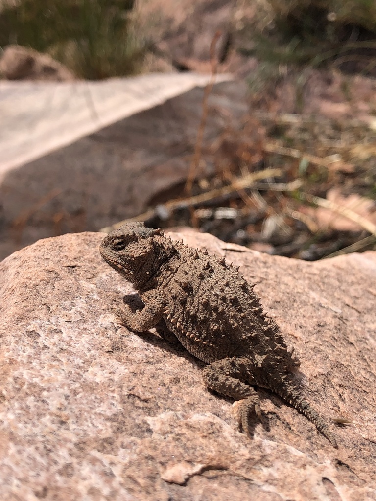 Greater Short-horned Lizard from Uinta-Wasatch-Cache National Forest ...