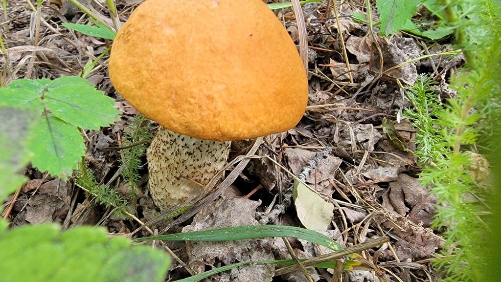 aspen bolete from Coal Creek, CO 80403, USA on August 06, 2022 at 02:35 ...