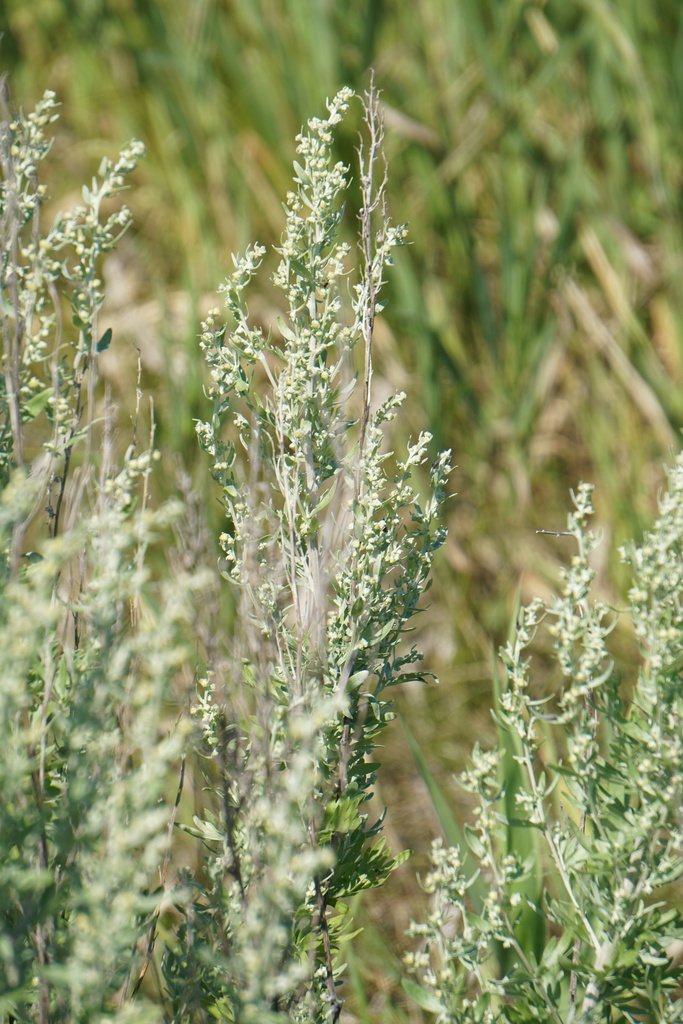 absinthe wormwood in August 2022 by Mason Corden · iNaturalist