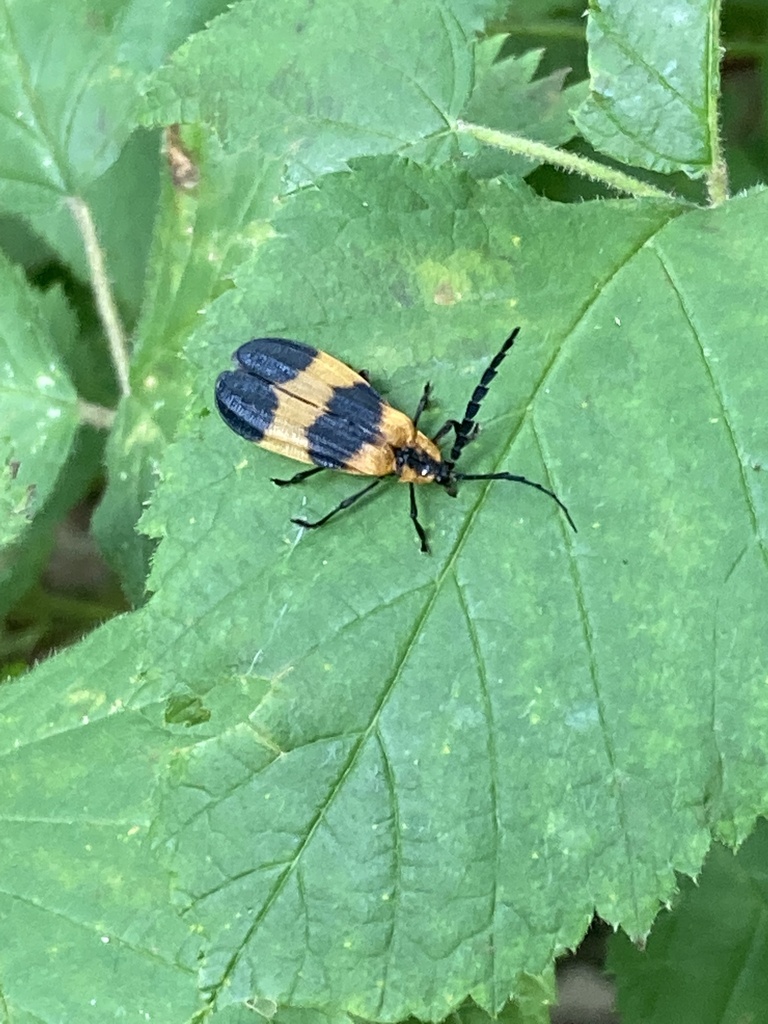 Reticulated Net-winged Beetle from Miller Rd, Ripley, NY, US on August ...