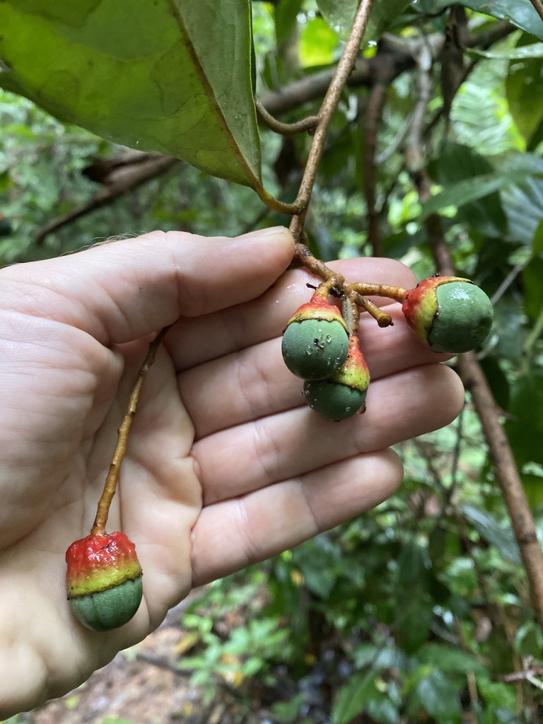 Aniba from Tambopata, PE-MD, PE on August 6, 2022 at 04:04 PM by ...