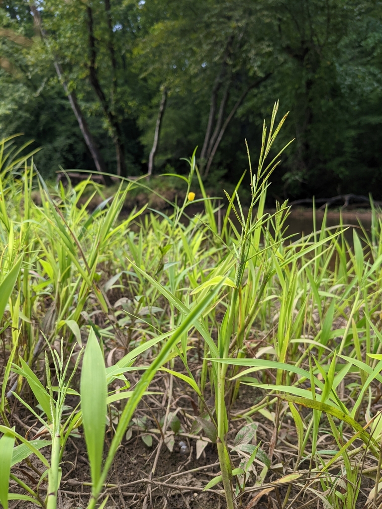 Water Paspalum in August 2022 by Eric Ungberg. Finally! New location ...