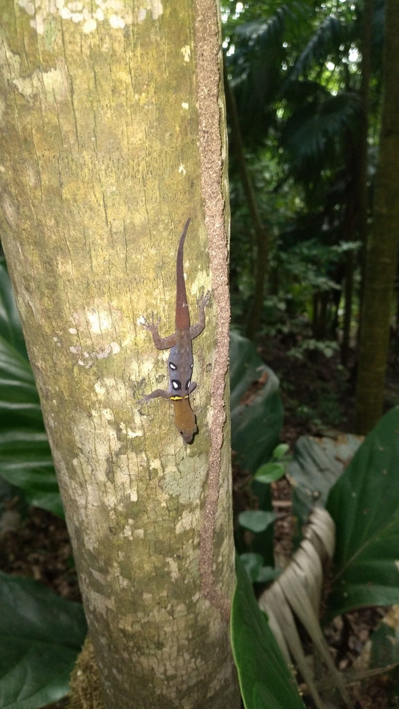 Eyespot Gecko from Tobago, Trinidad and Tobago on August 06, 2022 at 03 ...