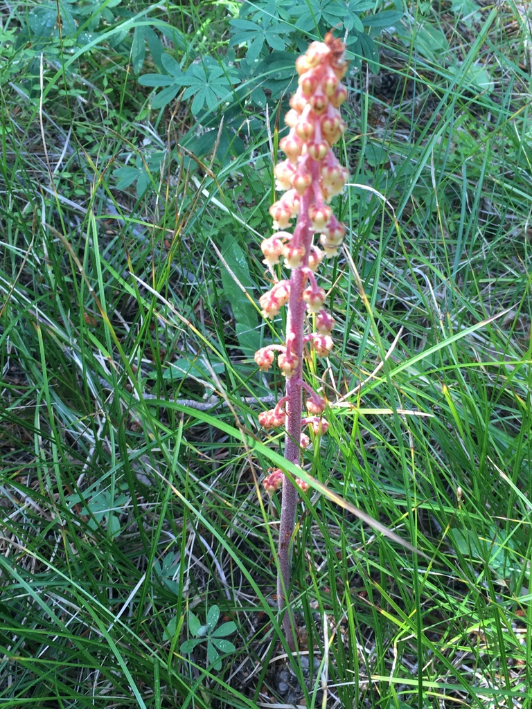 woodland pinedrops (Plants of Castlewood Canyon State Park) · iNaturalist
