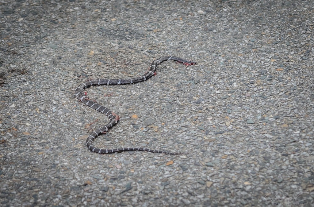 Northern Large-toothed Snake from Wangdue - Tsirang Hwy, Bhutan on July ...