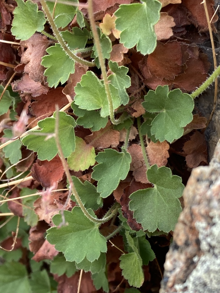 pink alumroot from White Mountains Wilderness, Bishop, CA, US on July ...