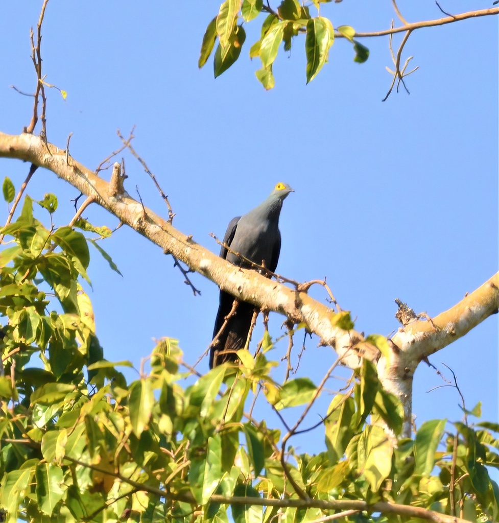 Slaty Cuckoo-Dove (Turacoena modesta) - Avian Discovery