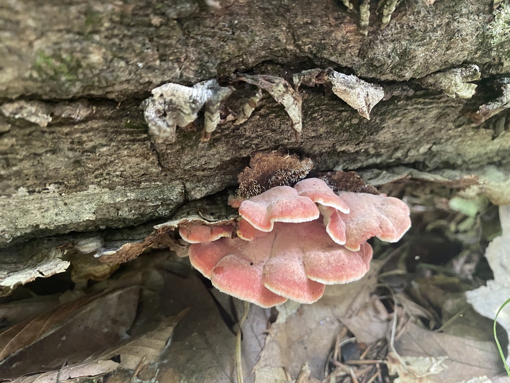 Coral-pink Merulius from Nashville, IN, US on August 06, 2022 at 02:43 ...