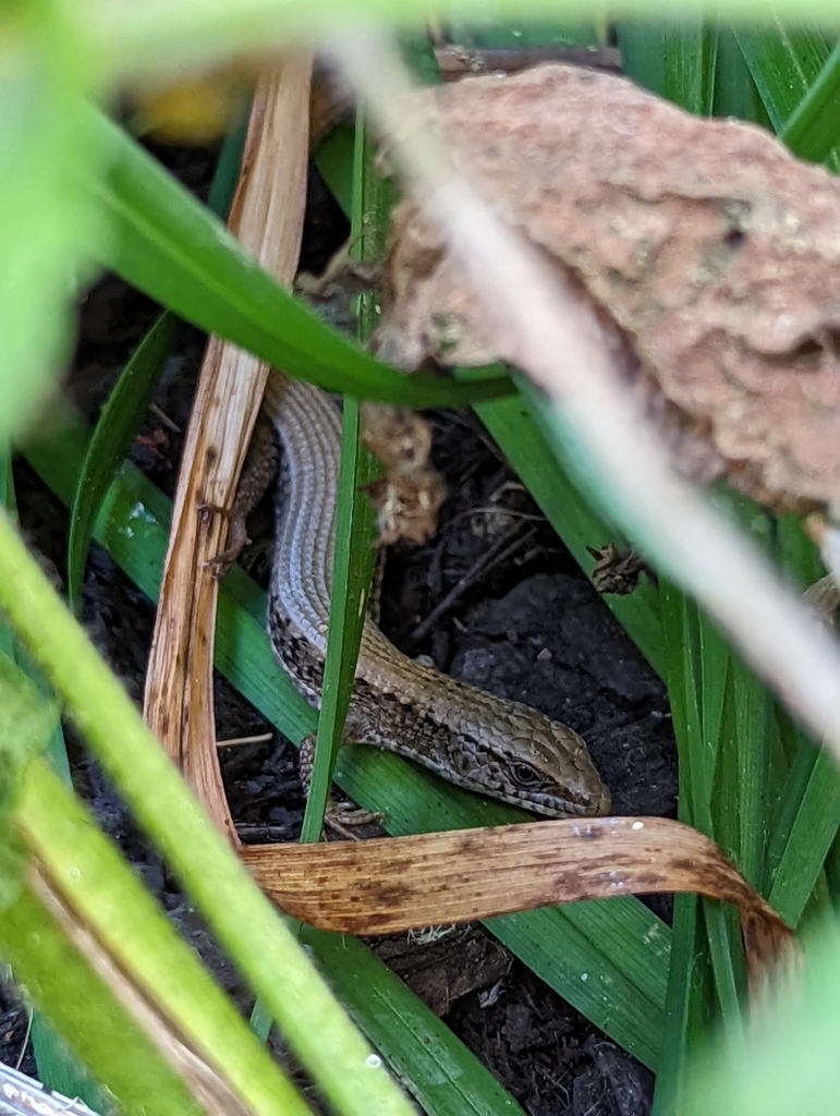 Northern Alligator Lizard from Monroe, WA, USA on August 6, 2022 at 04: ...
