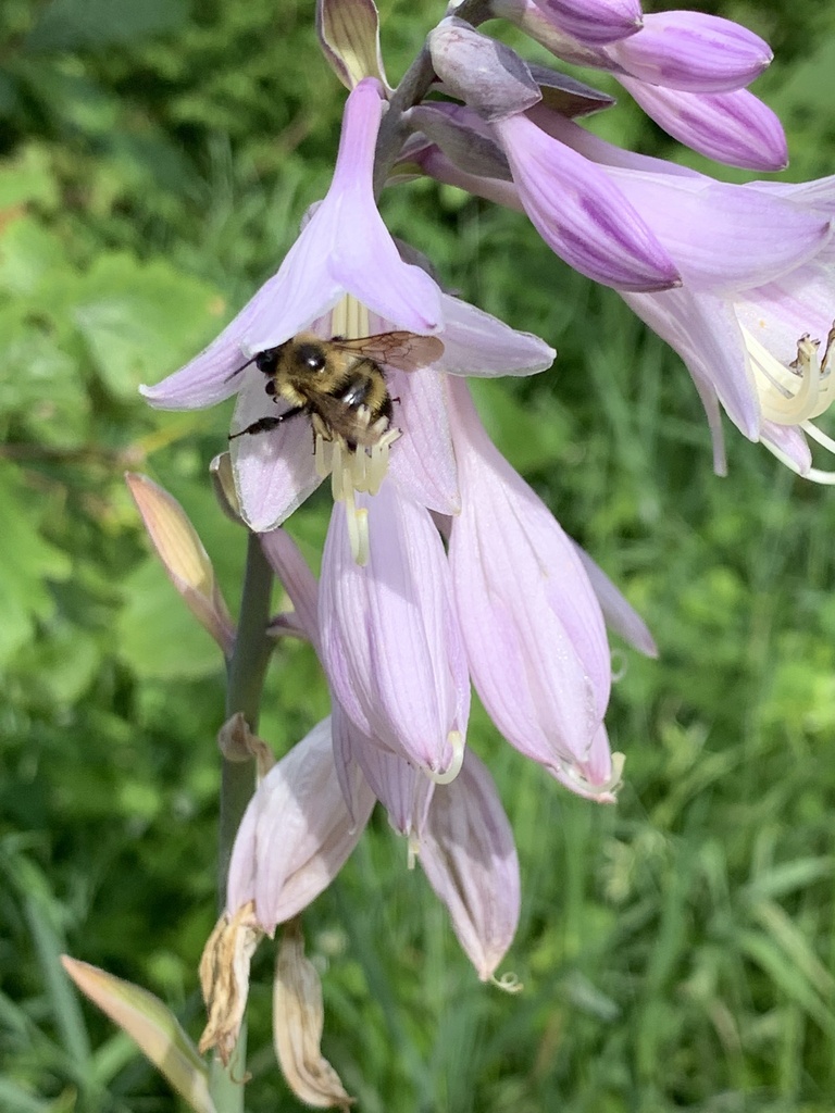 Pyrobombus from CTH-C, Kiel, WI, US on August 06, 2022 at 09:42 AM by ...