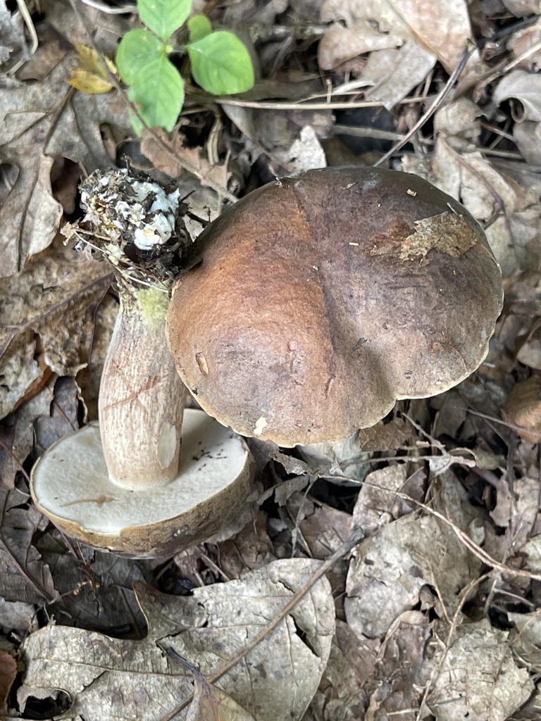 brown-net bolete from E Curby Rd, English, IN, US on August 06, 2022 at ...