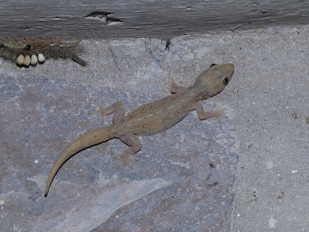 Asian House Gecko from 57JV+9G4 Khao Somphot Wildlife No Hunting Area ...
