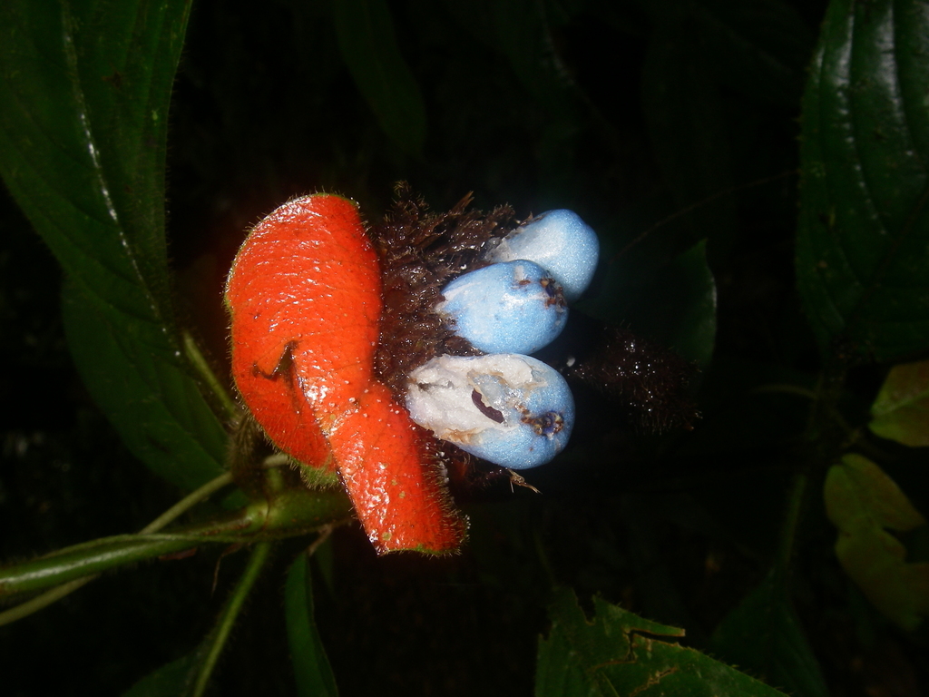 sore-mouth bush from Coope San, Juan, Provincia de Alajuela, Aguas ...