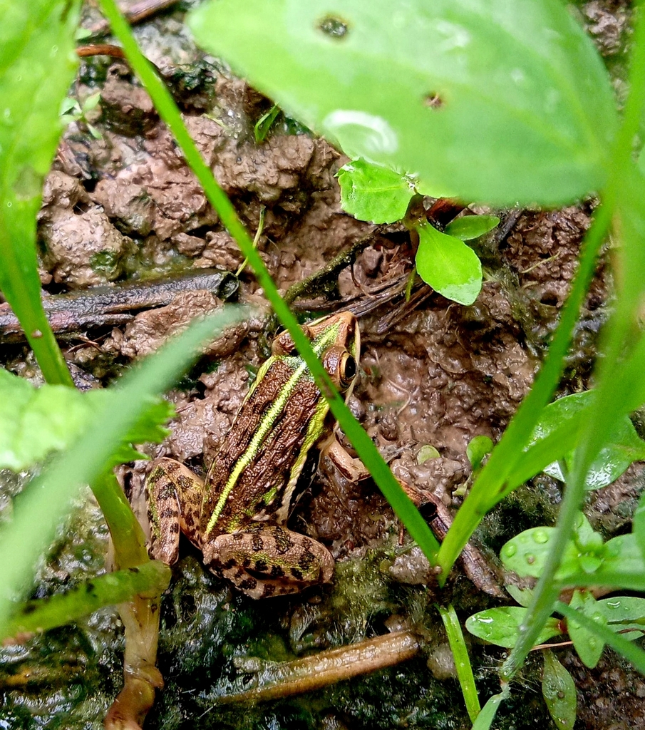 Indus Valley Bullfrog from Adampur, West Bengal 721148, India on August ...