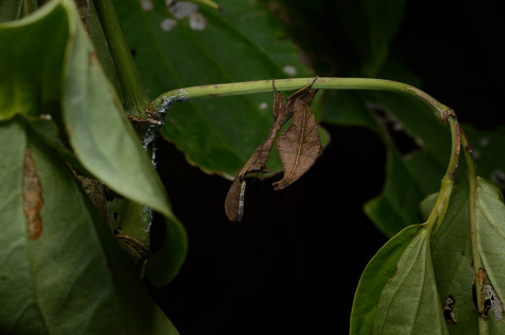 South American Dead Leaf Mantis from Granja Guarani, Teresópolis - RJ ...