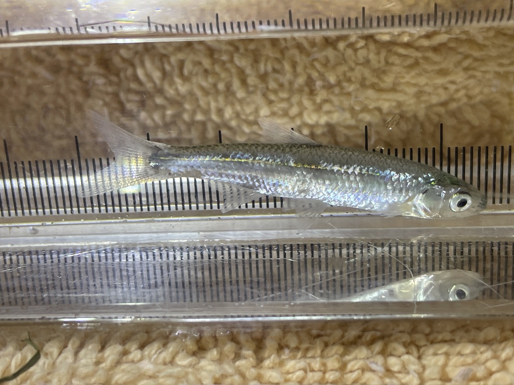 Emerald shiner from Loop's Ln, Kingsville, ON, CA on August 06, 2022 at ...