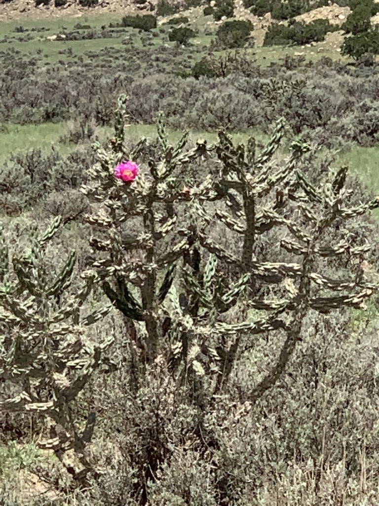 tree cholla from CR-155, Abiquiu, NM, US on August 06, 2022 at 11:54 AM ...