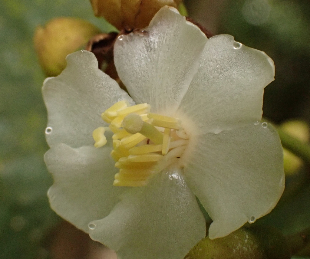 Blakea from Los Bancos Canton, Ecuador on August 5, 2022 at 11:37 AM by ...