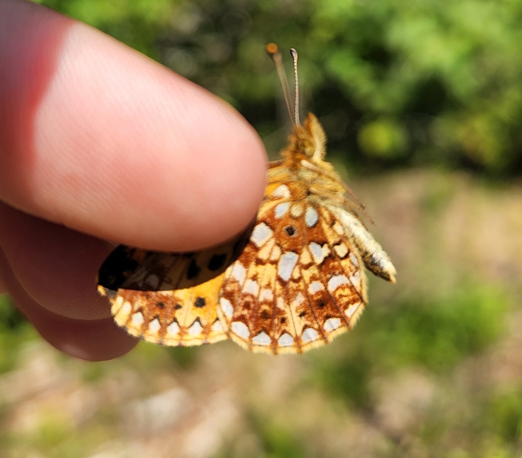 Silver-bordered Fritillary from Norton, NB E5T 2C7, Canada on August 06 ...