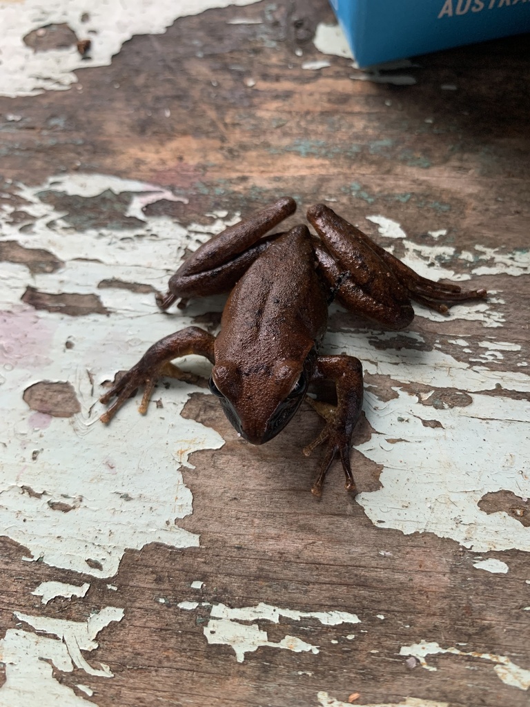 Green-thighed Frog in May 2022 by Albert Ross · iNaturalist