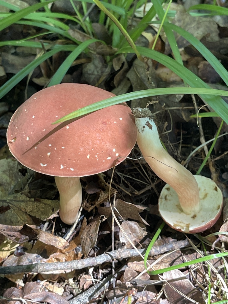 Xanthoconium purpureum from Crawford County, US-IN, US on August 06 ...