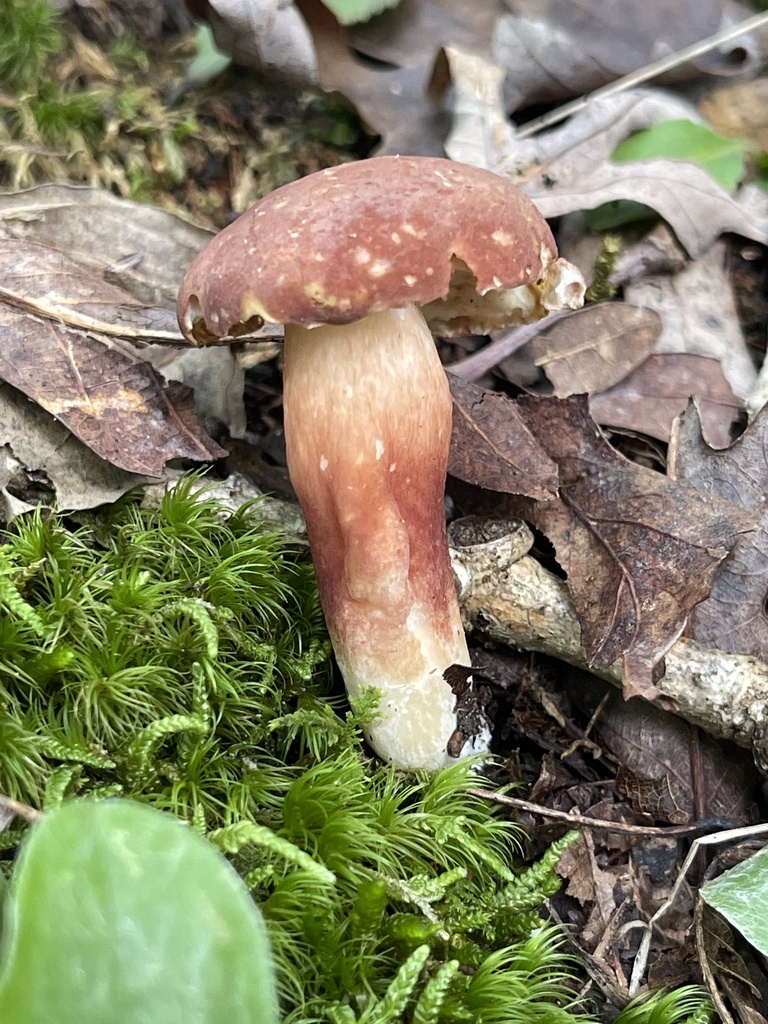 Xanthoconium affine maculosus from Crawford County, US-IN, US on August ...