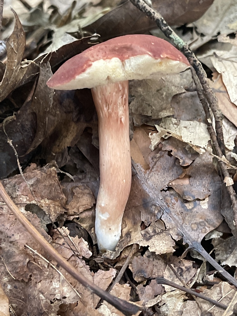 Xanthoconium purpureum from Crawford County, US-IN, US on August 06 ...