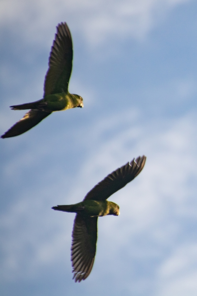 Pacific Parakeet from 85F6+F7, La Unión, El Salvador on August 6, 2022 ...