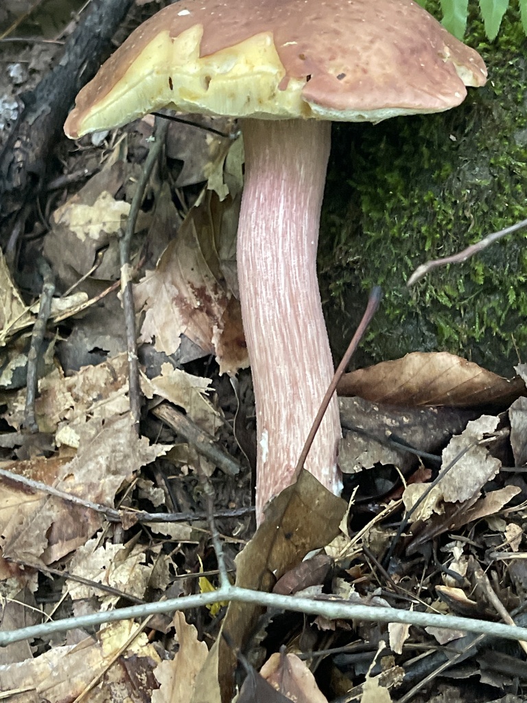 lilac bolete from Crawford County, US-IN, US on August 06, 2022 at 04: ...