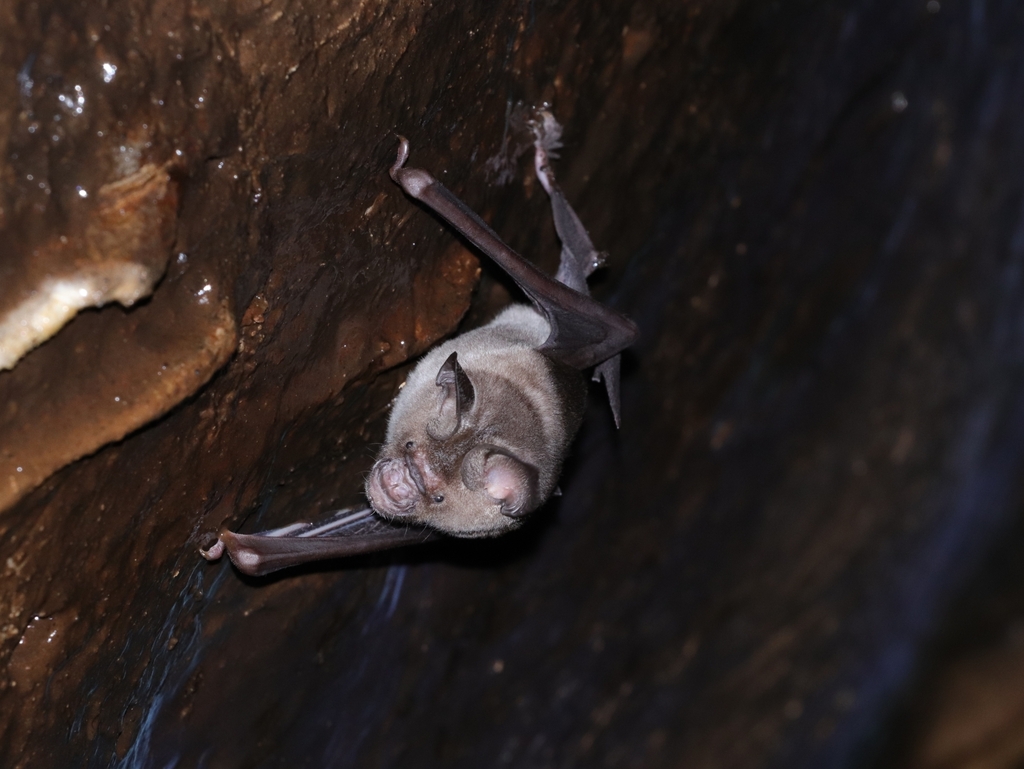 intermediate roundleaf bat from Sap Ta Khian, Chai Badan District ...