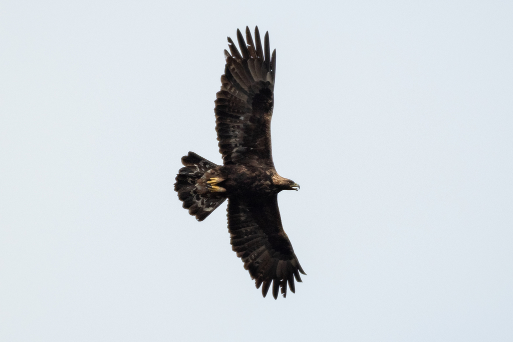 Golden Eagle from Côte-Nord, QC, Canada on October 25, 2020 at 12:13 PM ...