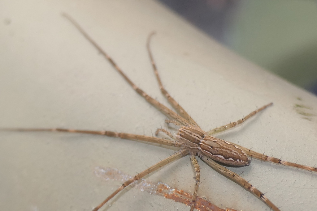 Flexible-legged Spider from 香港老圍 on August 07, 2022 at 10:53 AM by ...