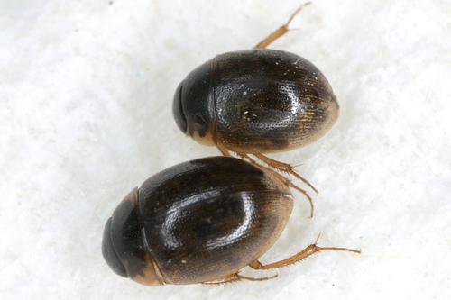 Laccobius minutus · iNaturalist