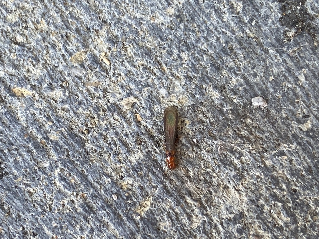 Western Drywood Termite from Cushing Pkwy, Fremont, CA, US on August 04 ...