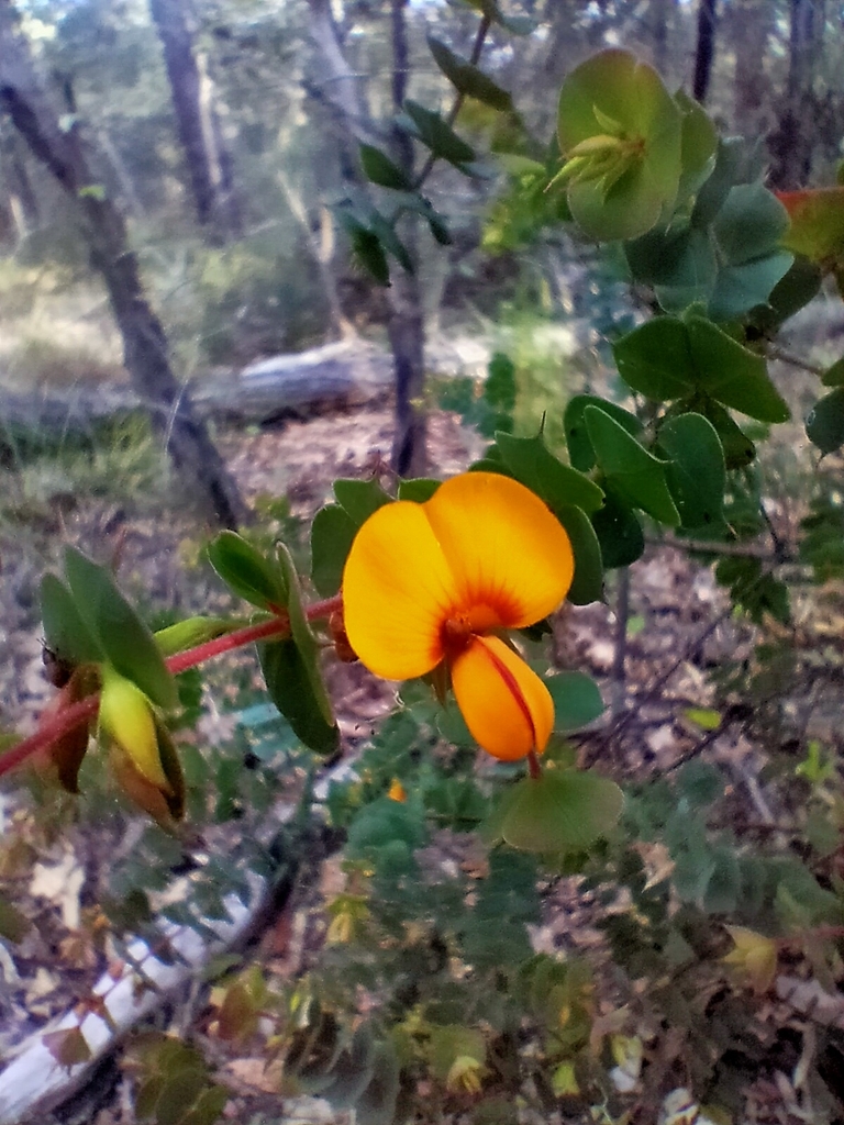 spiny bush-pea from Cedar Creek QLD 4207, Australia on August 7, 2022 ...